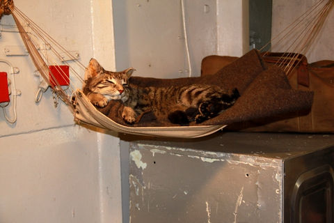 Visitor's Guide to the HMS Belfast in London