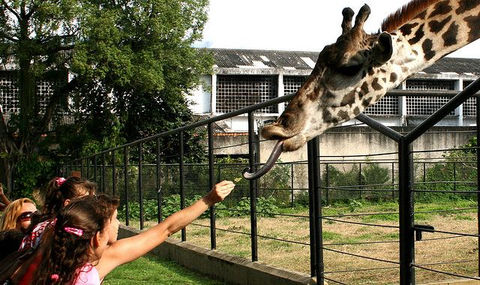 RIOZOO -Exploring Rio de Janeiro by Transit