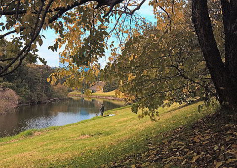 Visitor Info: Parramatta Park